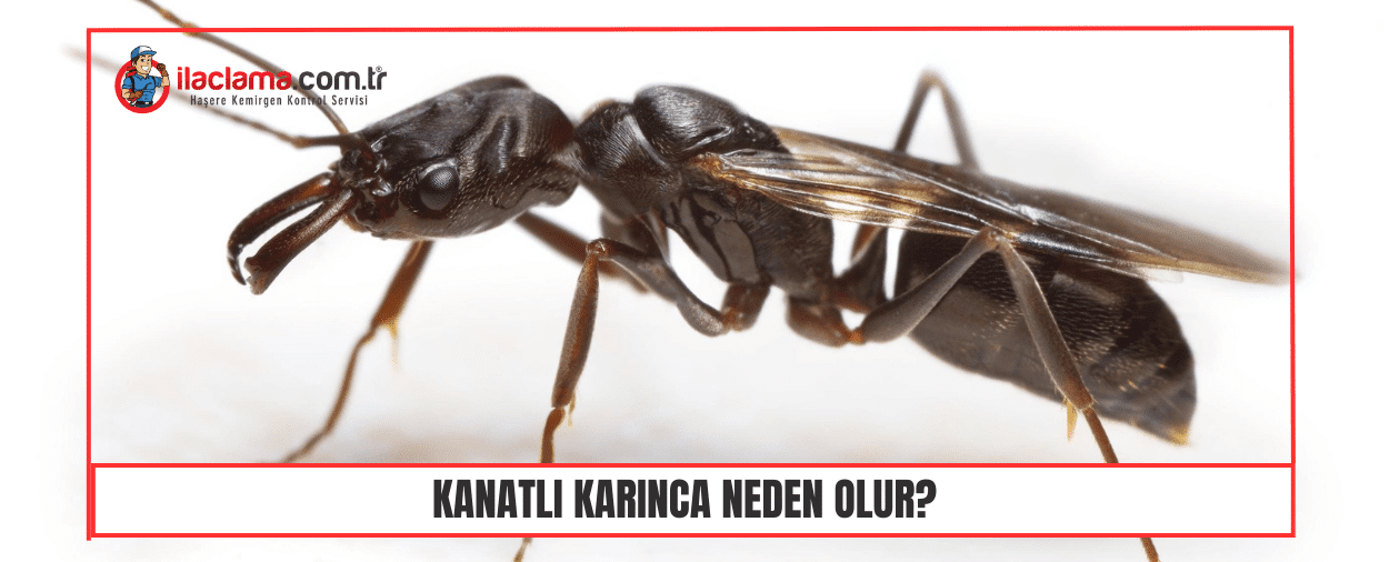 Kanatlı Karınca neden olur?» Evden nasıl gider? - ilaclama.com.tr