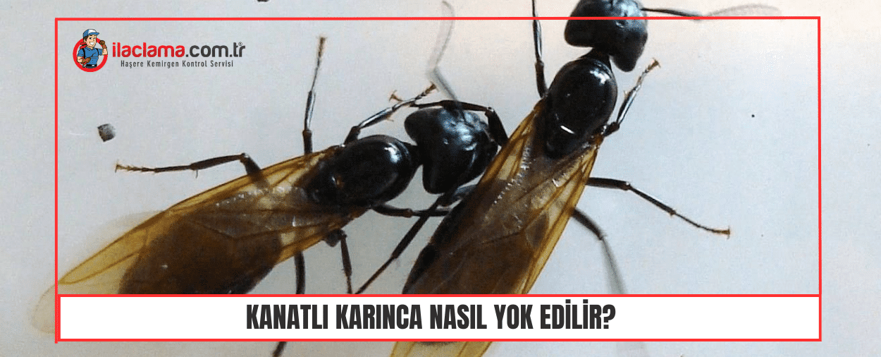 Kanatlı Karınca neden olur?» Evden nasıl gider? - ilaclama.com.tr