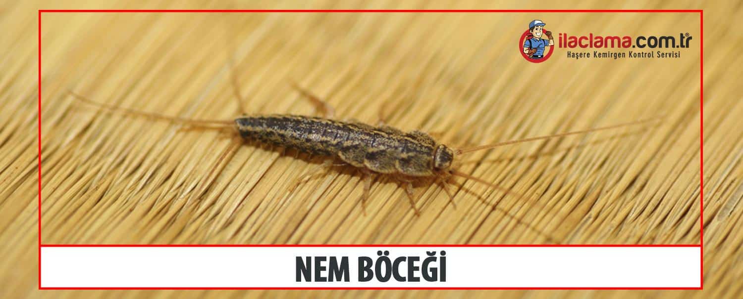 Gümüşcün Böceği Türleri Neler ? » Nasıl Kurtulurum? - ilaclama.com.tr