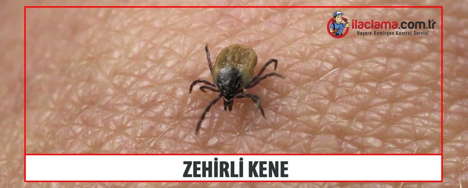 Kene ve ilaçlama hizmetleri hakkında Herşey! - ilaclama.com.tr