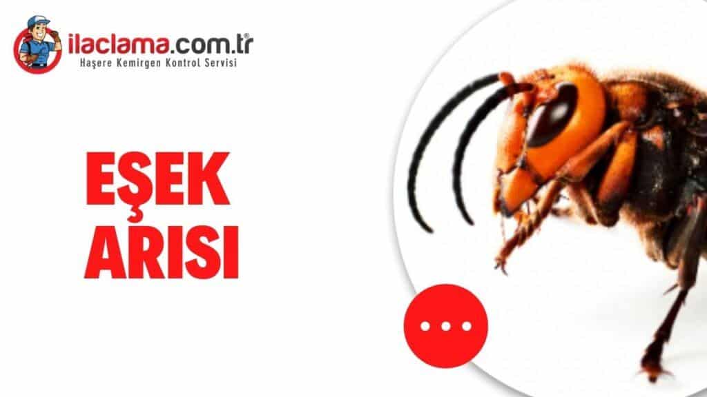 Eşek Arısı Türleri Neler ? Zehirli mi ? - ilaclama.com.tr