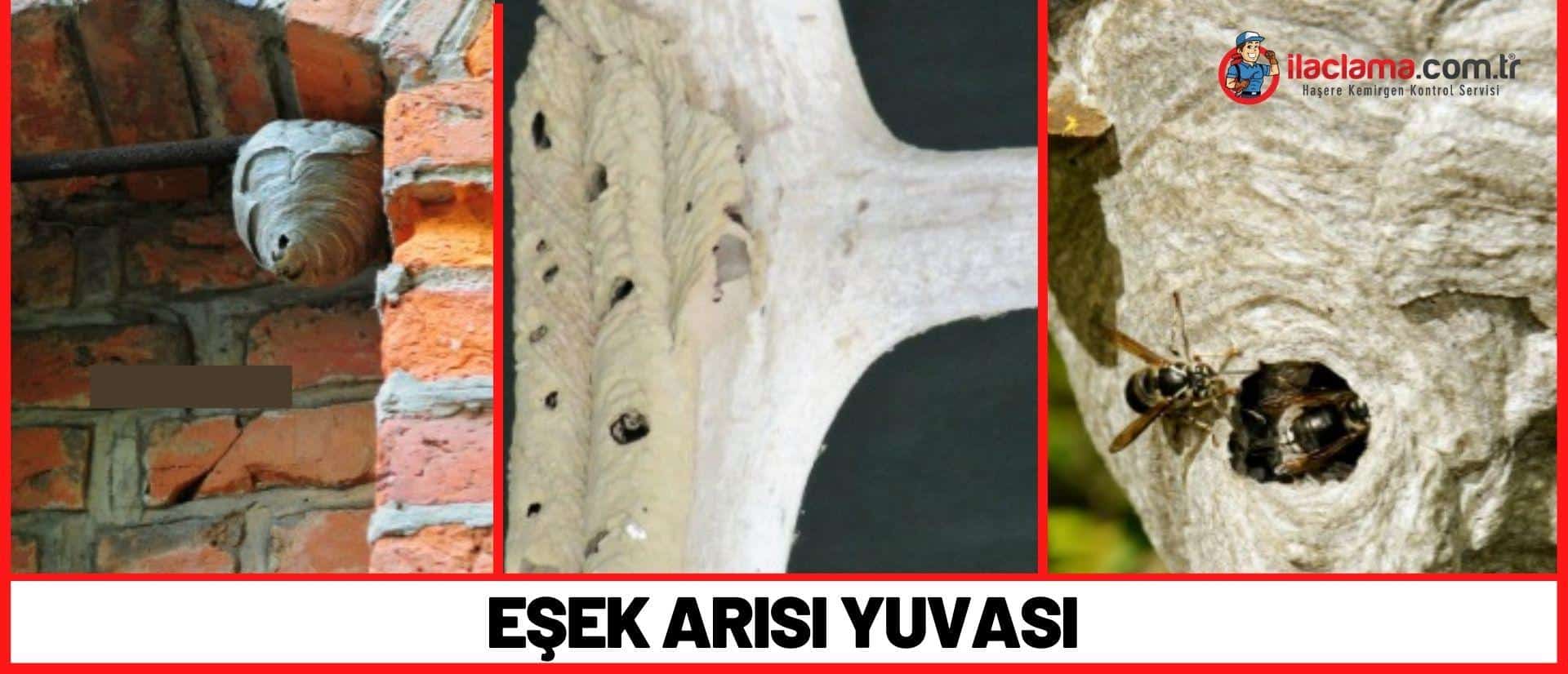 Eşek Arısı Türleri Neler ? Zehirli mi ? - ilaclama.com.tr