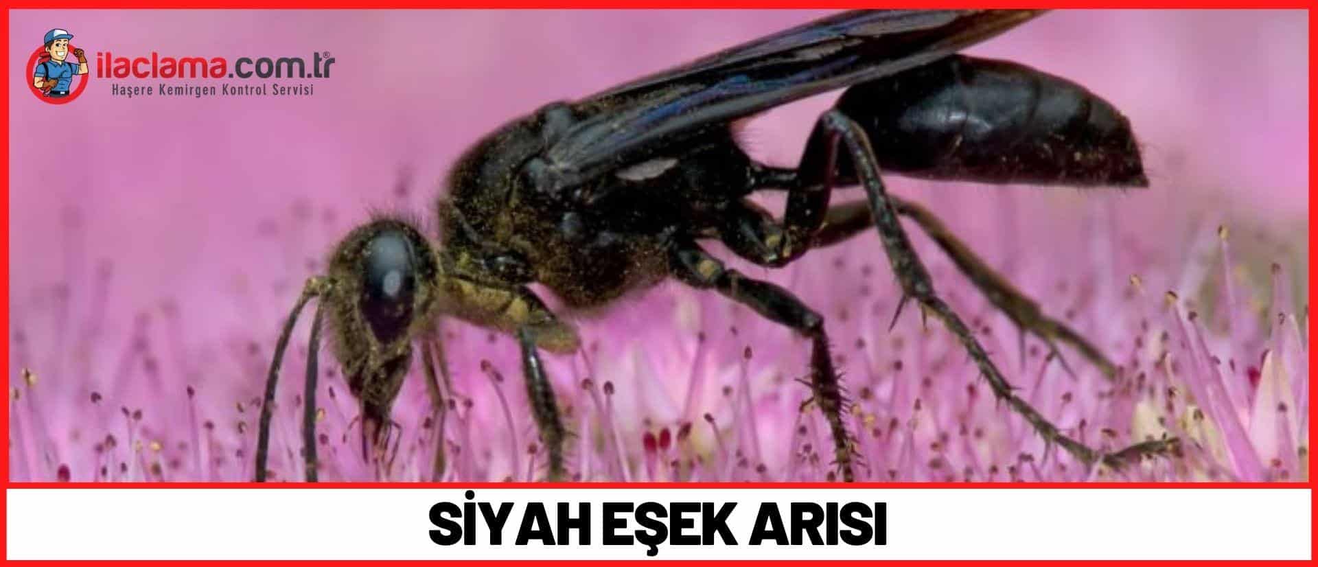 Eşek Arısı Türleri Neler ? Zehirli mi ? - ilaclama.com.tr