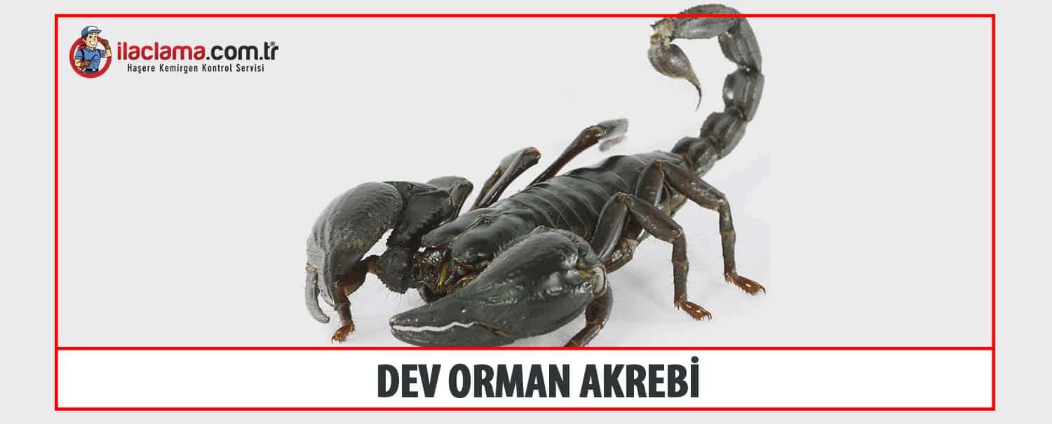 Akrep Hakkında Bilinmesi Gerekenler! - ilaclama.com.tr