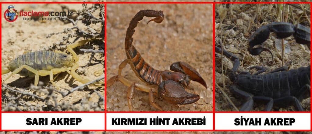 Akrep Hakkında Bilinmesi Gerekenler! - ilaclama.com.tr