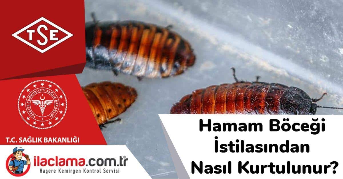 Hamam Böceği İlaçlama (% 100 Garantili ve Etkili) - ilaclama.com.tr