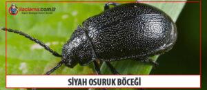 Osuruk Böceği Nedir? Nasıl Kurtuluruz? - ilaclama.com.tr
