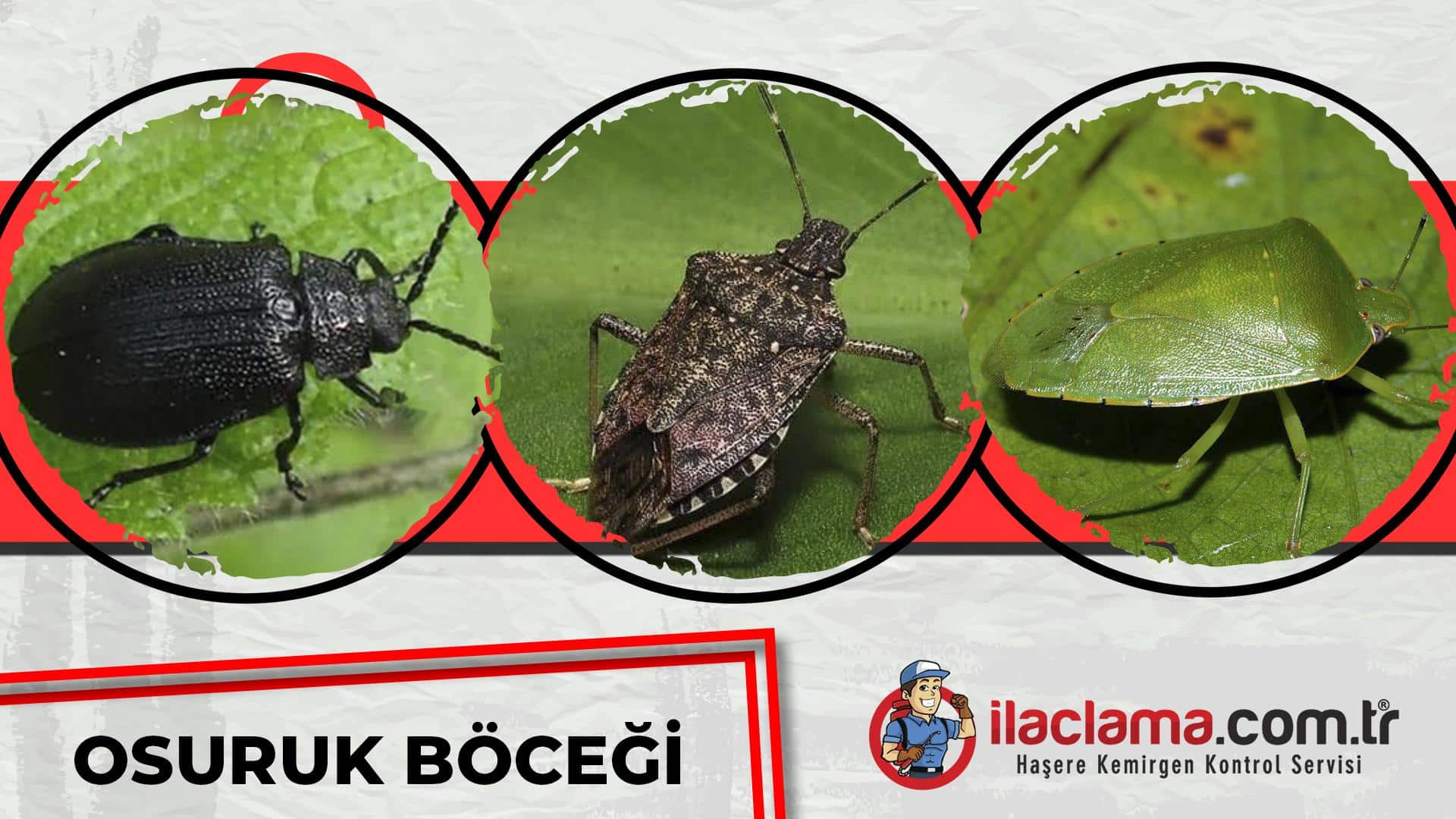 Osuruk Böceği Isırır mı? » Neden gelir?» İlaçlama Firması - ilaclama.com.tr