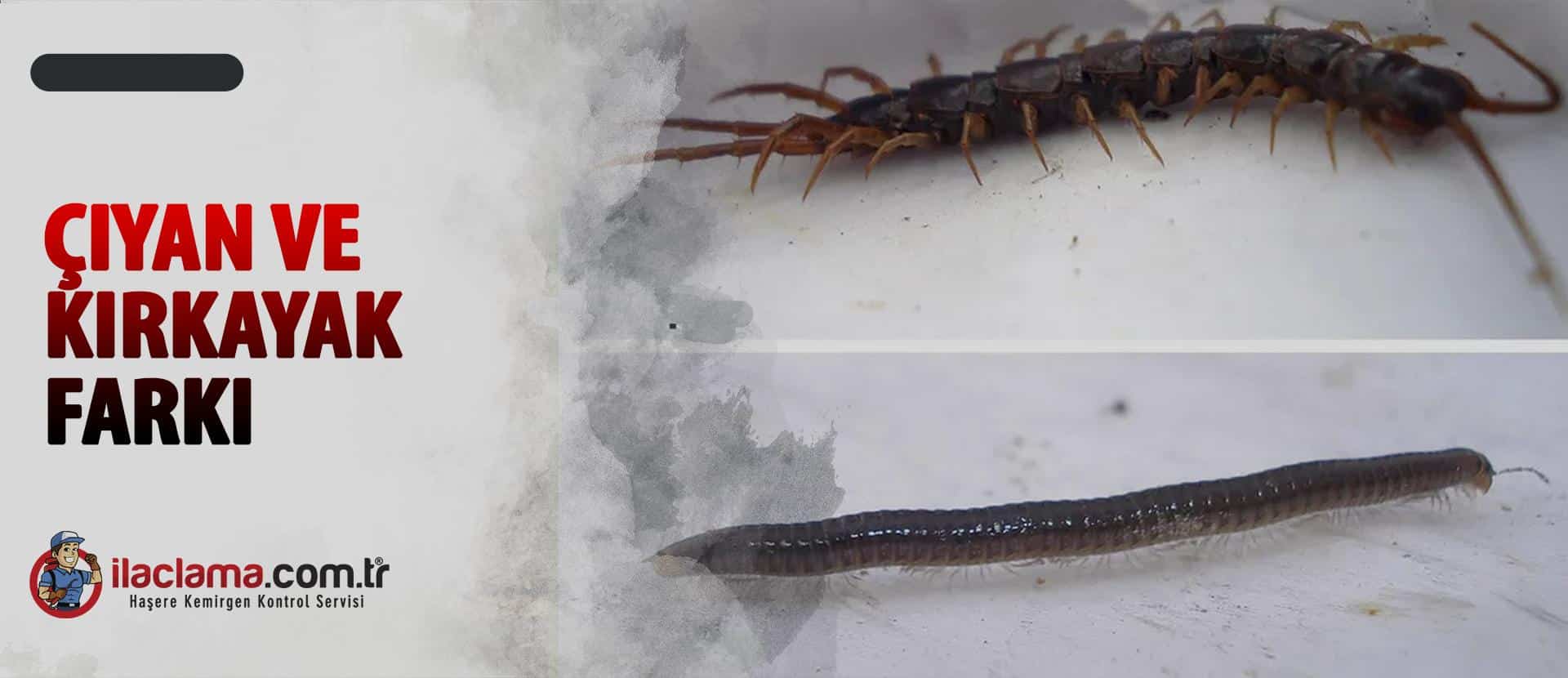 çıyanlar Ve Kırkayaklar