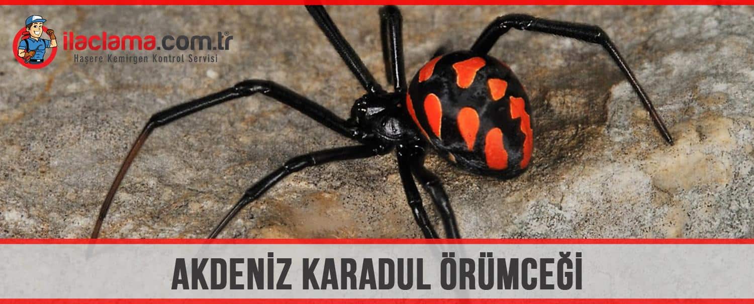 Karadul Örümceği Hakkında Bilinmesi Gerekenler - ilaclama.com.tr
