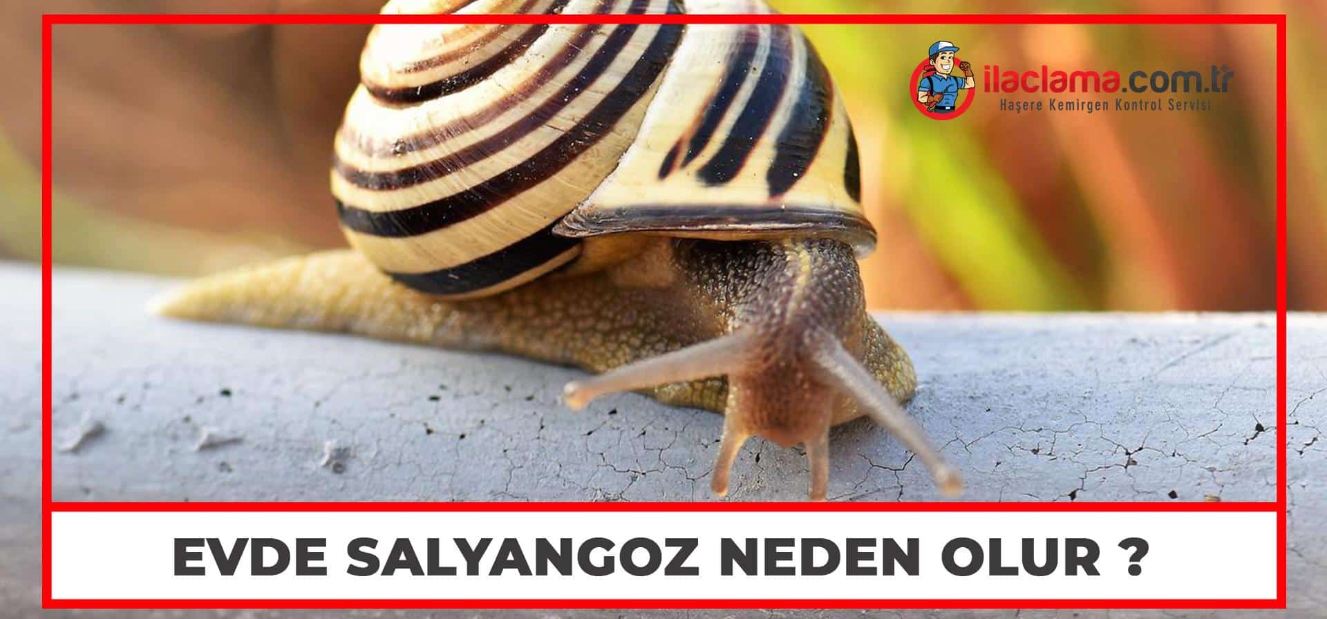 Salyangoz Nedir? İlaçlama ve Her şey- ilaclama.com.tr