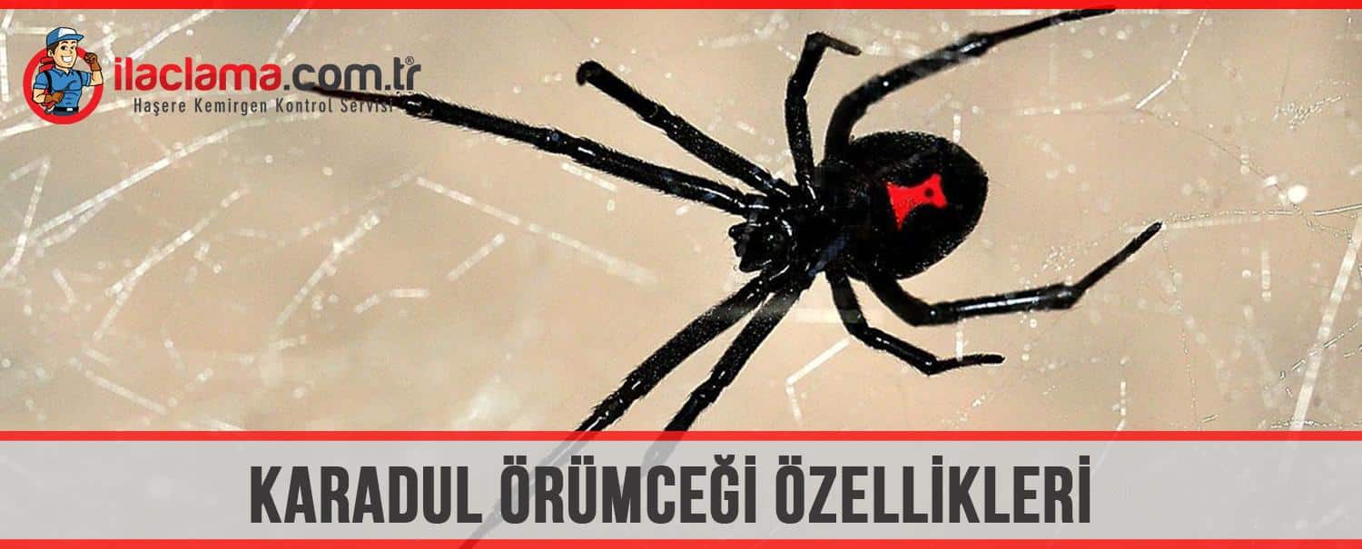 Karadul Örümceği Hakkında Bilinmesi Gerekenler - ilaclama.com.tr