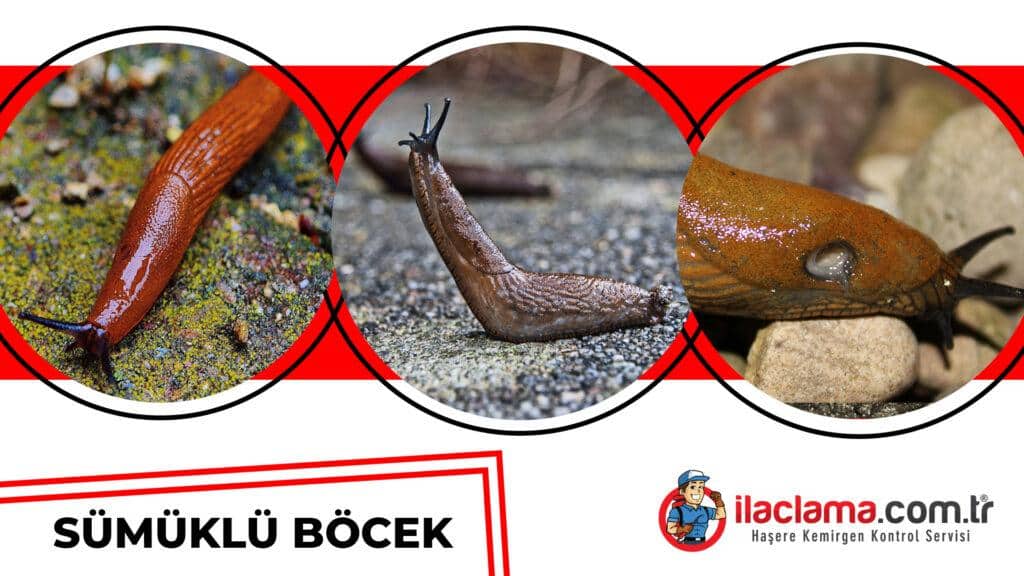 Sümüklü Böcek ve İlaçlama için Tüm Detaylar - ilaclama.com.tr