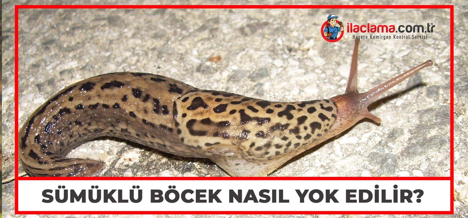 Sümüklü Böcek ve İlaçlama için Tüm Detaylar - ilaclama.com.tr