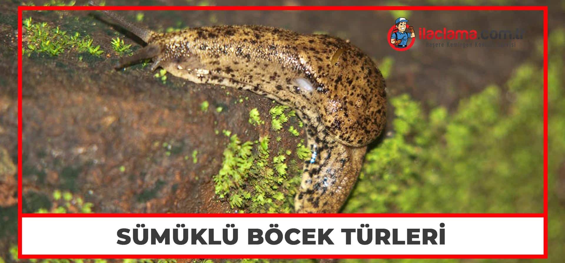 Sümüklü Böcek ve İlaçlama için Tüm Detaylar - ilaclama.com.tr
