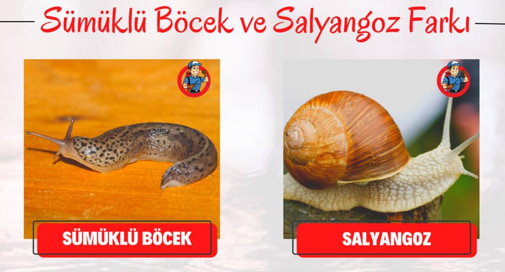 Sümüklü Böcek ve Salyangoz Farkı - ilaclama.com.tr