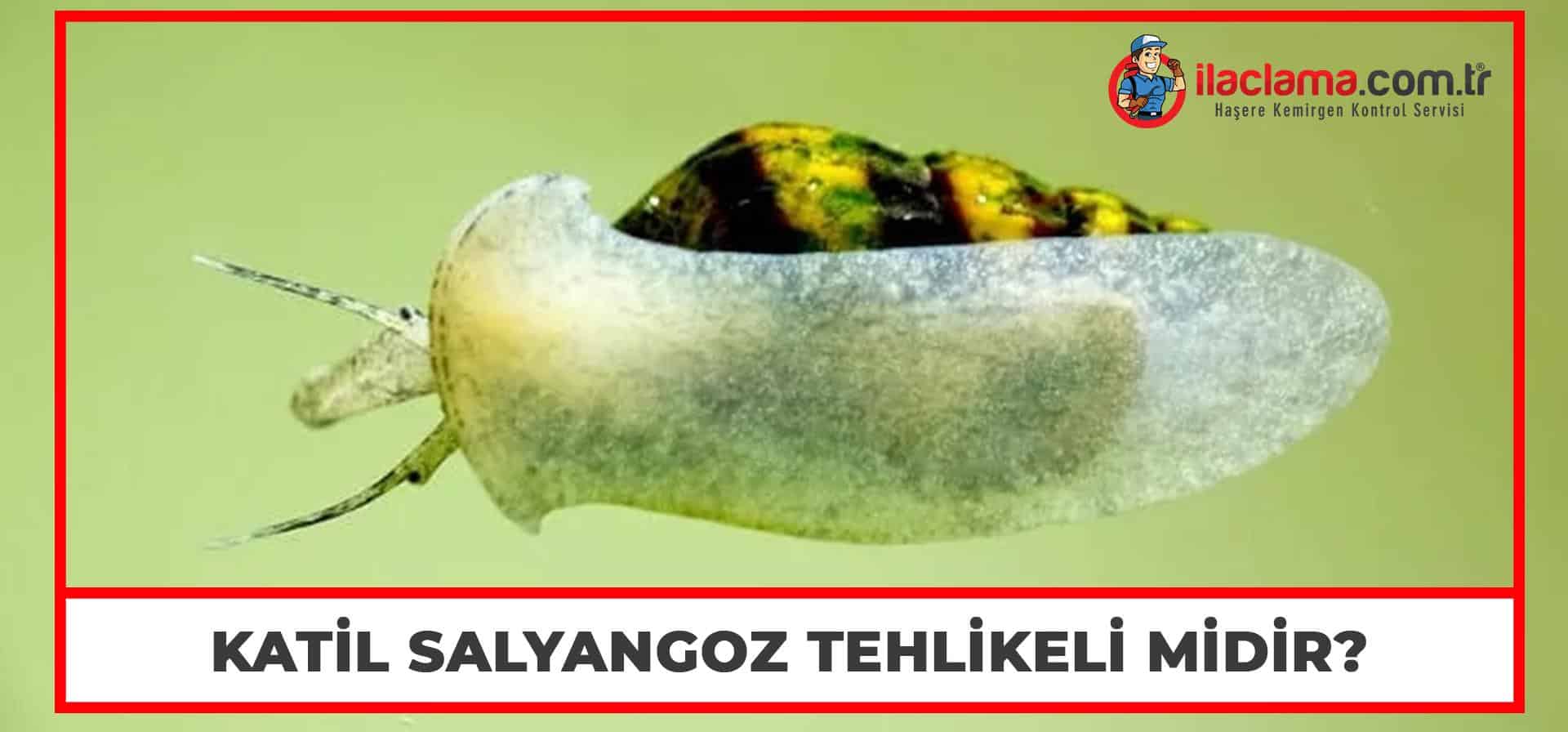 Katil Salyangoz » Özellikleri Nelerdir? - ilaclama.com.tr