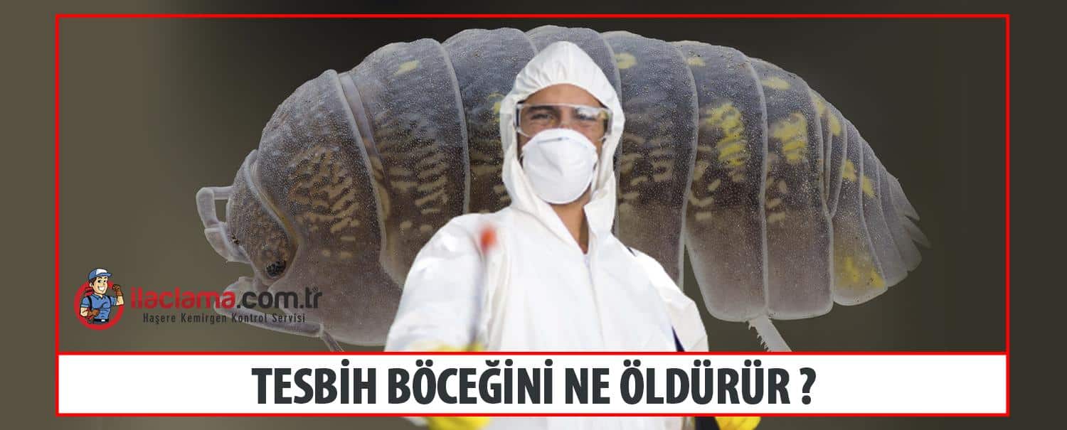 Tesbih Böceği evde neden olur ? » Nasıl Kurtulurum ? - ilaclama.com.tr