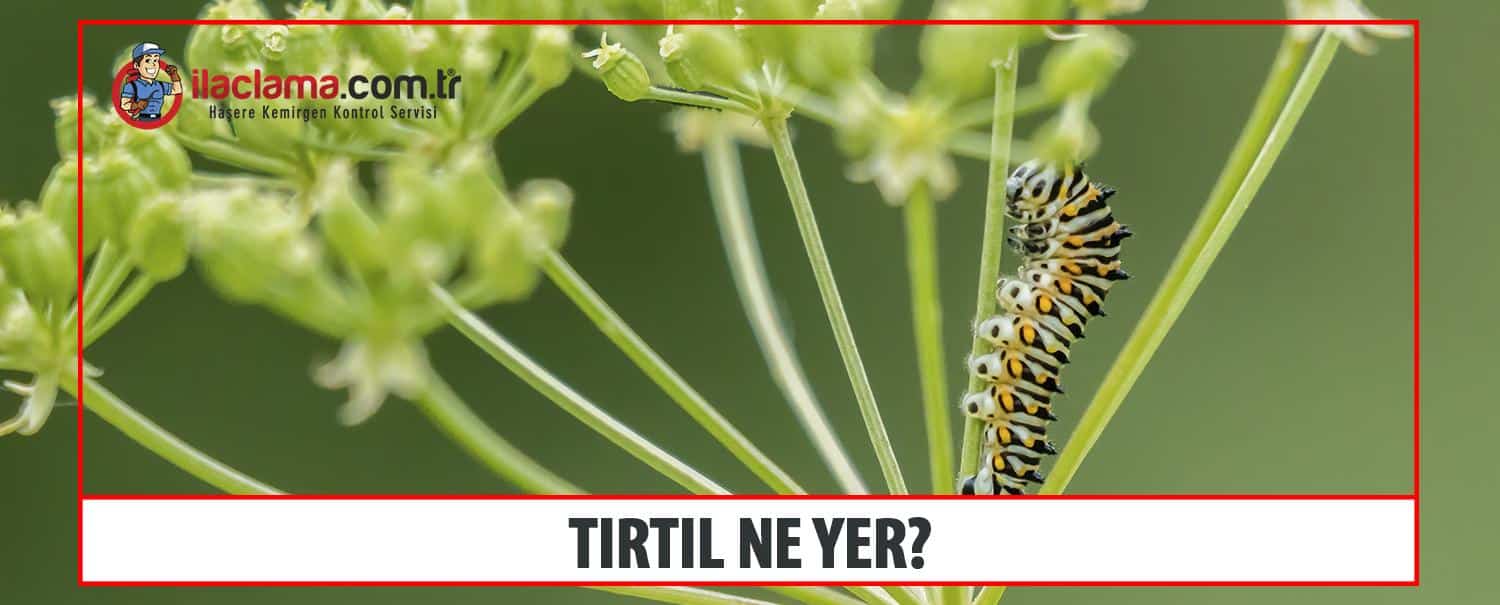 Tırtıl Hakkında Bilinmesi Gerekenler! - ilaclama.com.tr