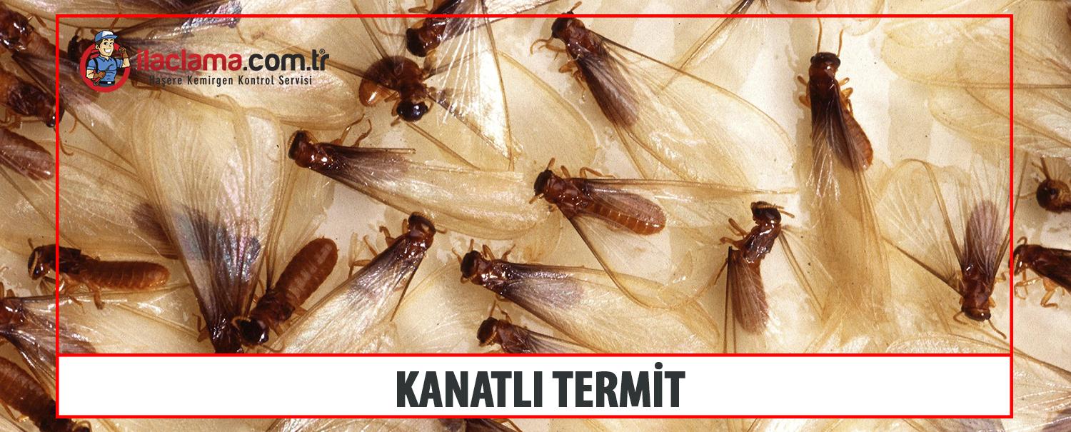 Termit Hakkında Bilinmesi gerekenler! - ilaclama.com.tr